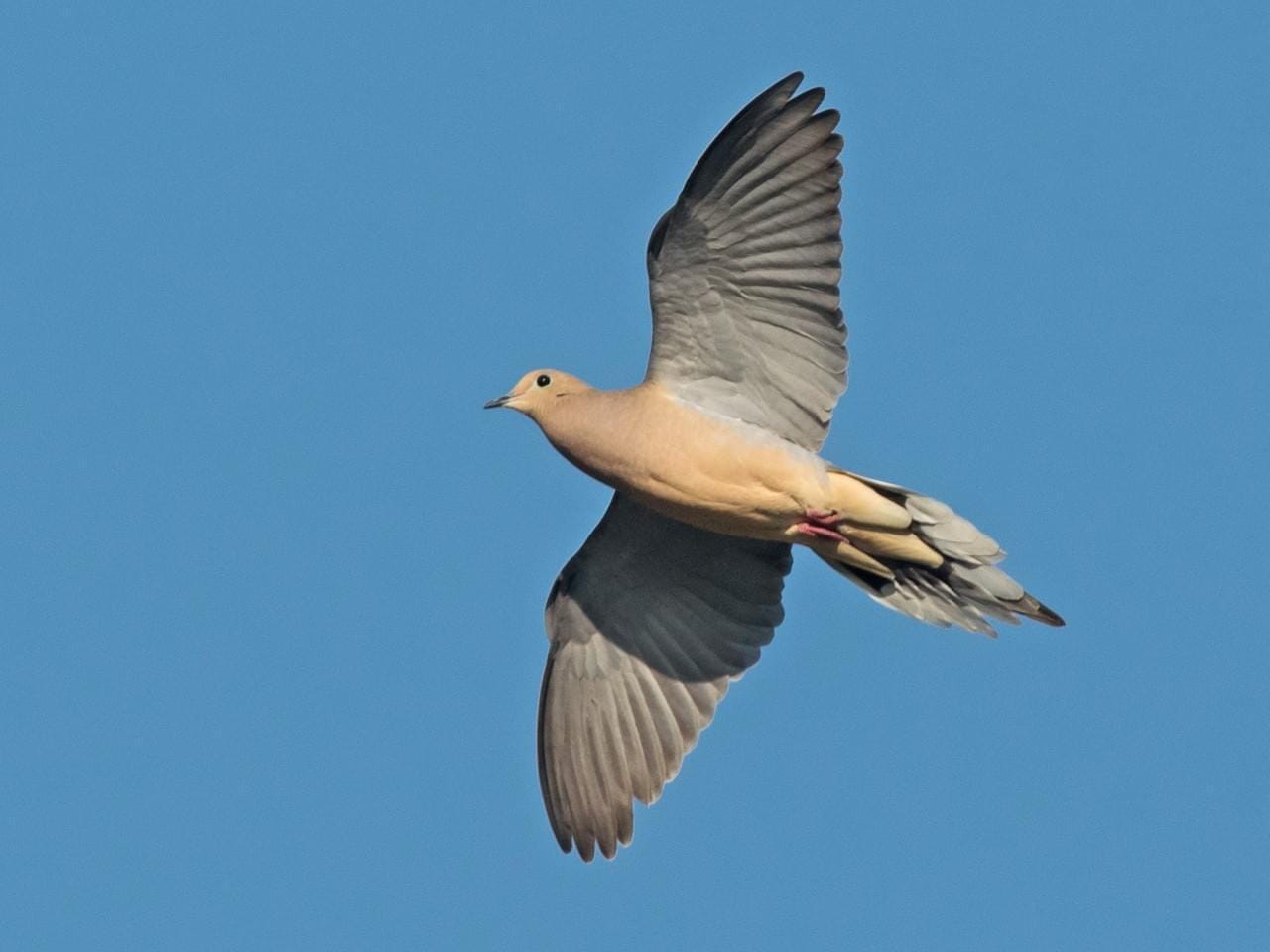 Birds - Valle Crucis Community Park
